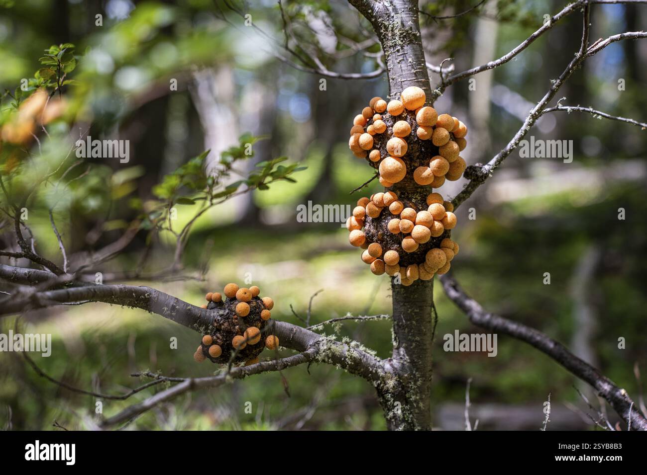 Cyttaria darwinii, Cyttaria growing in a tree branch, Pampa Alta hiking ...