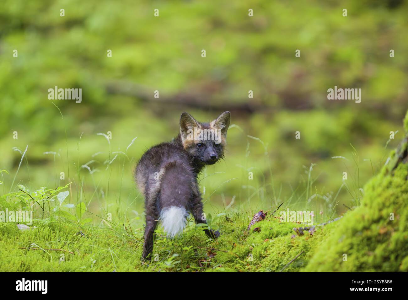 One young silver fox (Vulpes vulpes) exploring the surrounding of its ...
