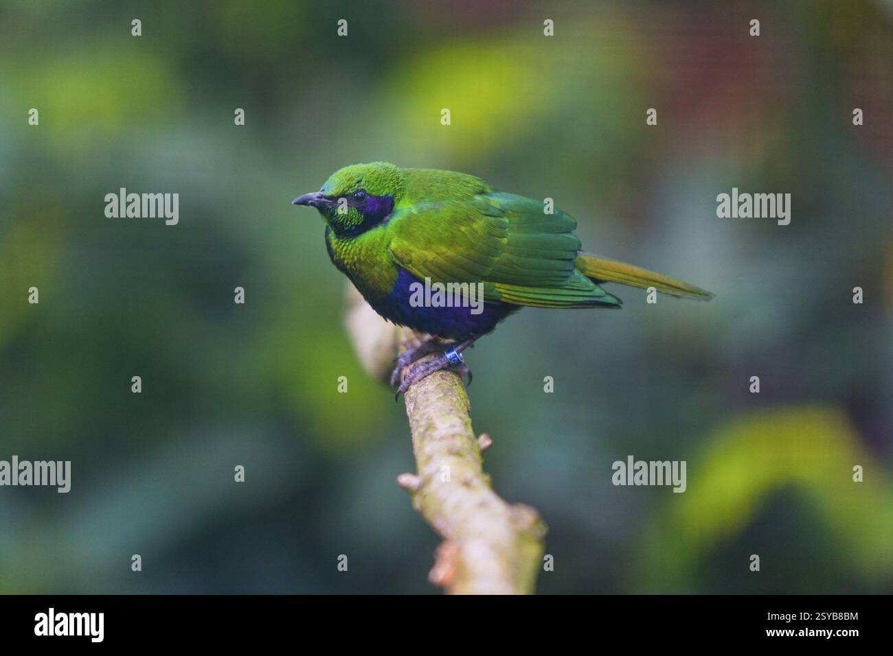 Emerald Starling (Lamprotornis iris), adult bird perched on a branch ...