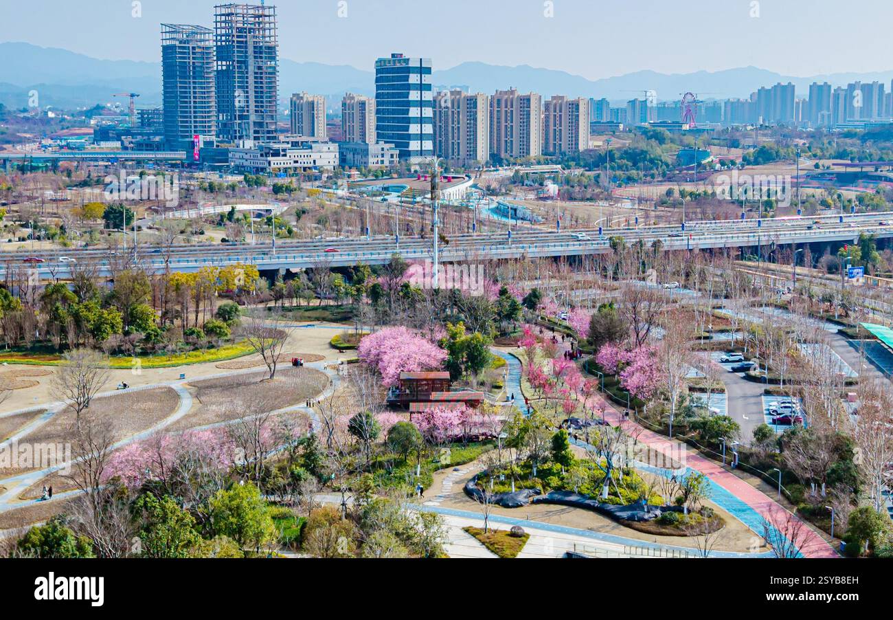 Aerial photo shows the blooming cherry blossoms in Ganzhou City, east ...