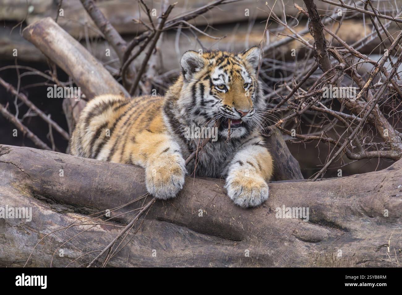 One young Siberian Tiger, Panthera tigris altaica resting on a log and ...
