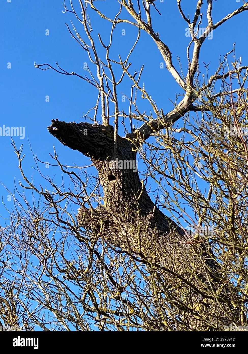 A stag made from a tree. Stunning surroundings Stock Photo - Alamy