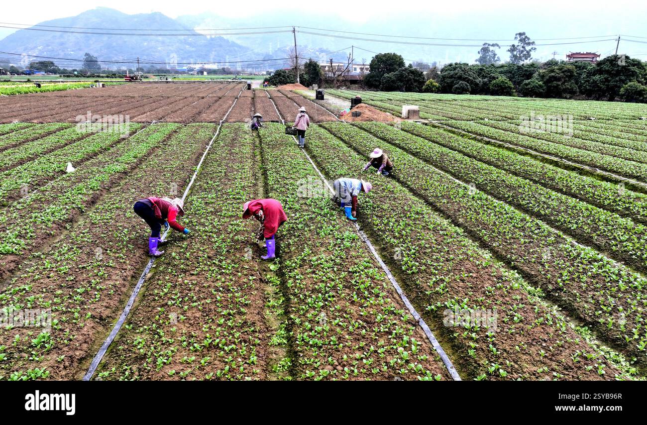 FUZHOU, CHINA - FEBRUARY 28, 2025 - Farmers harvest vegetables in a ...