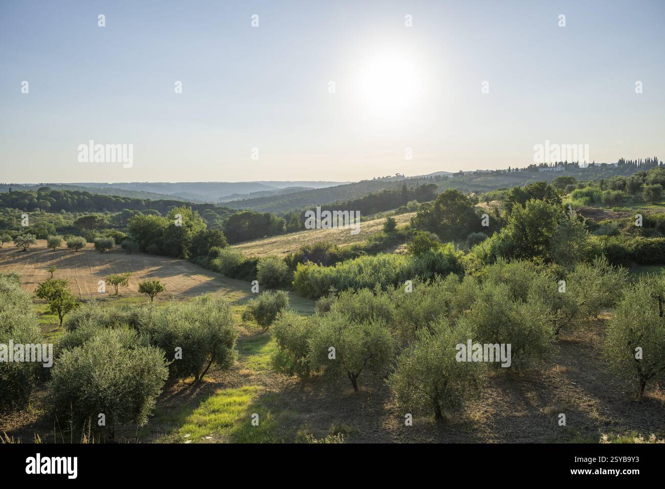 Tuscan landscape, country estate with, olive trees and forests in ...