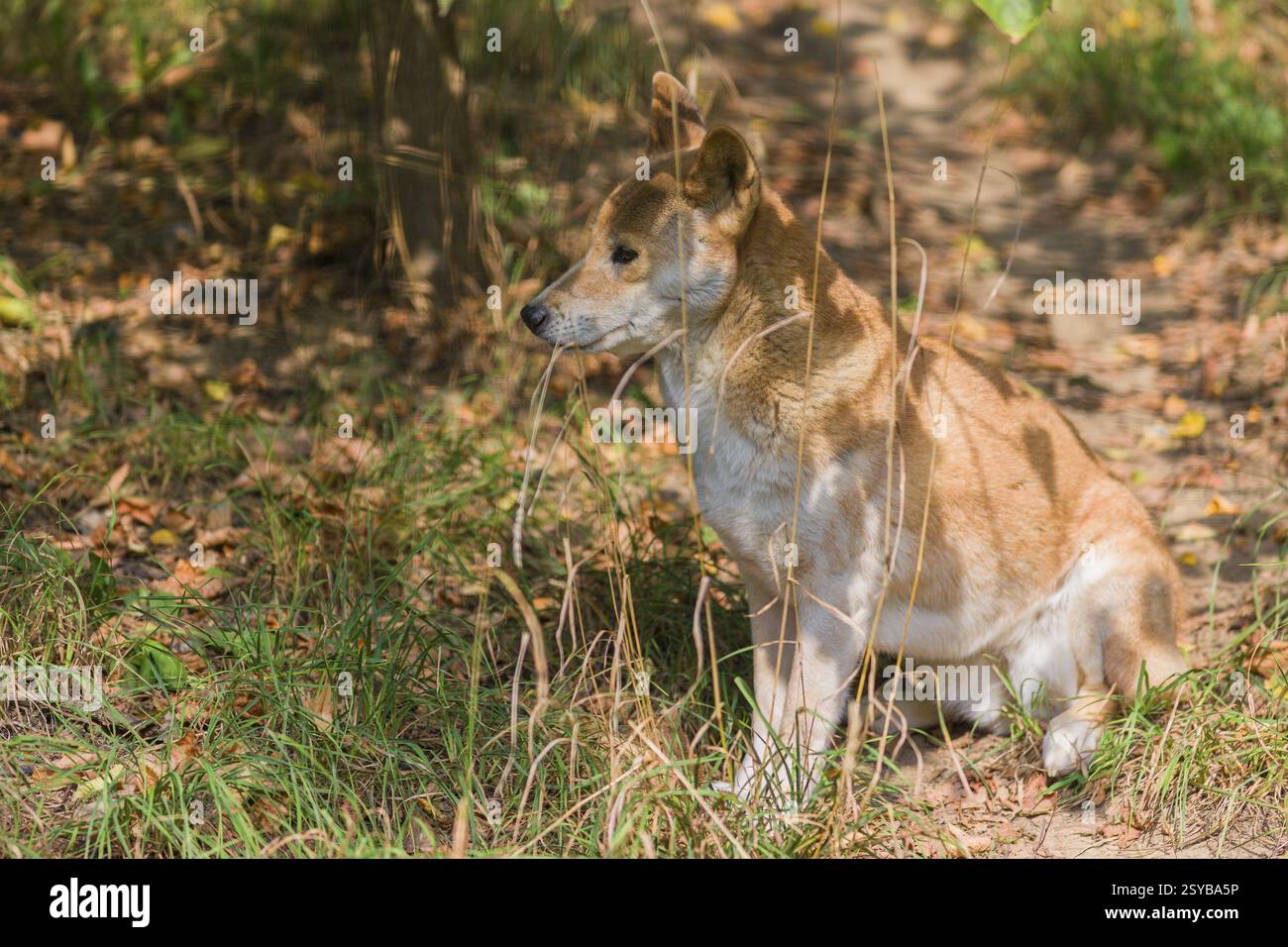 One New Guinea singing dog or New Guinea Highland dog (Canis hallstromi ...