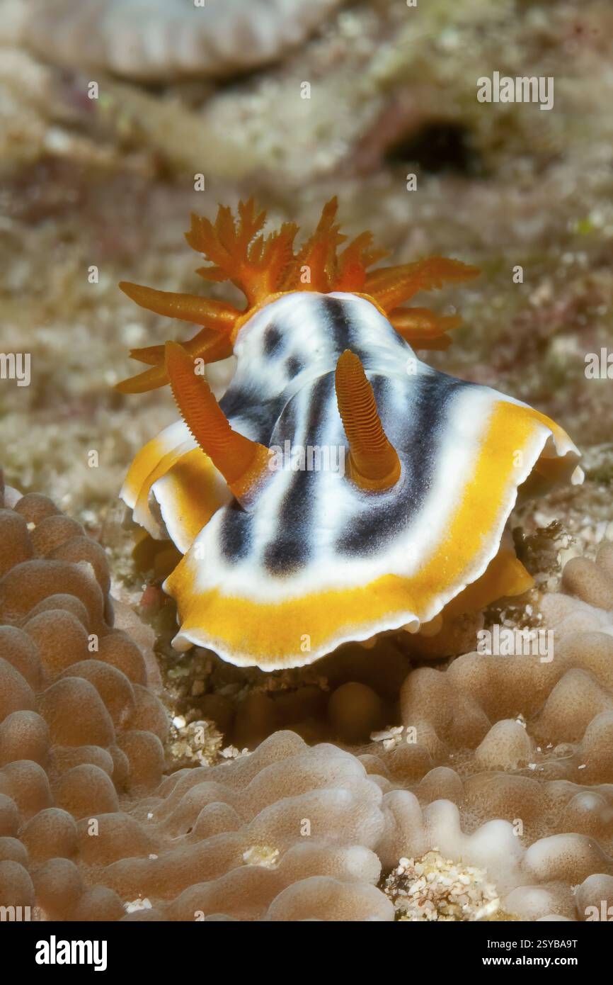 Extreme close-up underwater photo of Striped star snail (Chromodoris ...