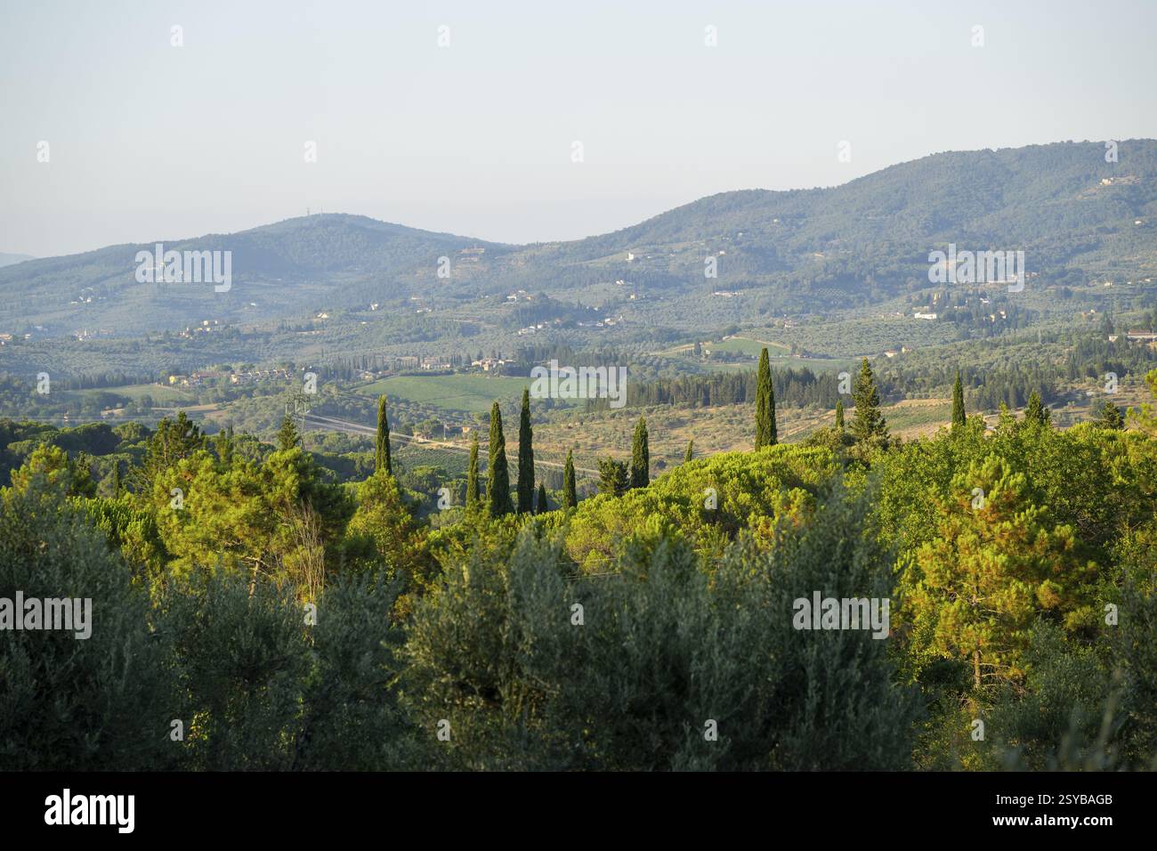 Tuscan landscape, country estate with vineyards, forests, olive trees ...