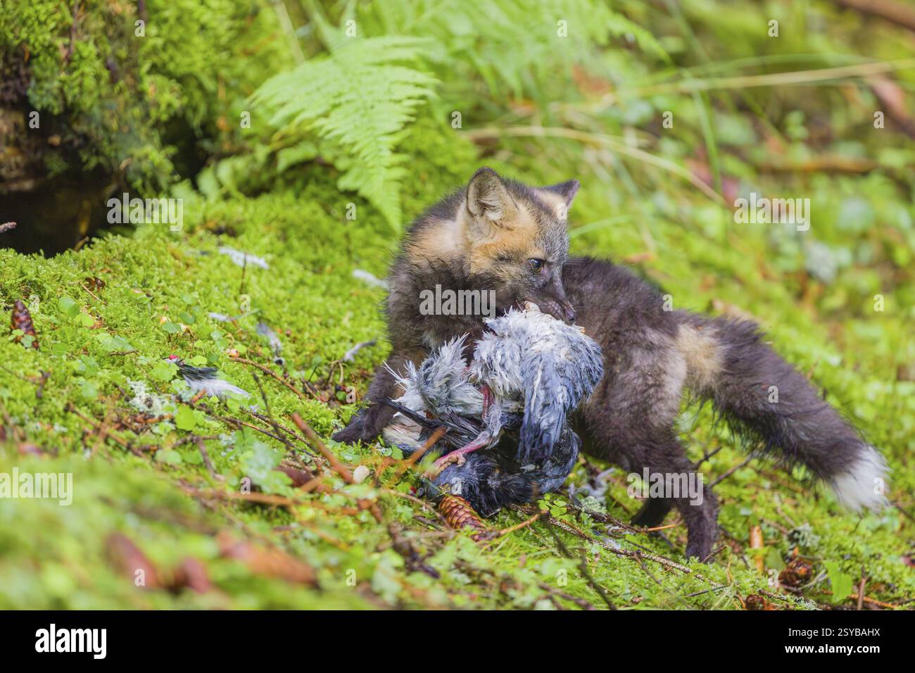One young silver fox (Vulpes vulpes) eating a dove close to its den on ...