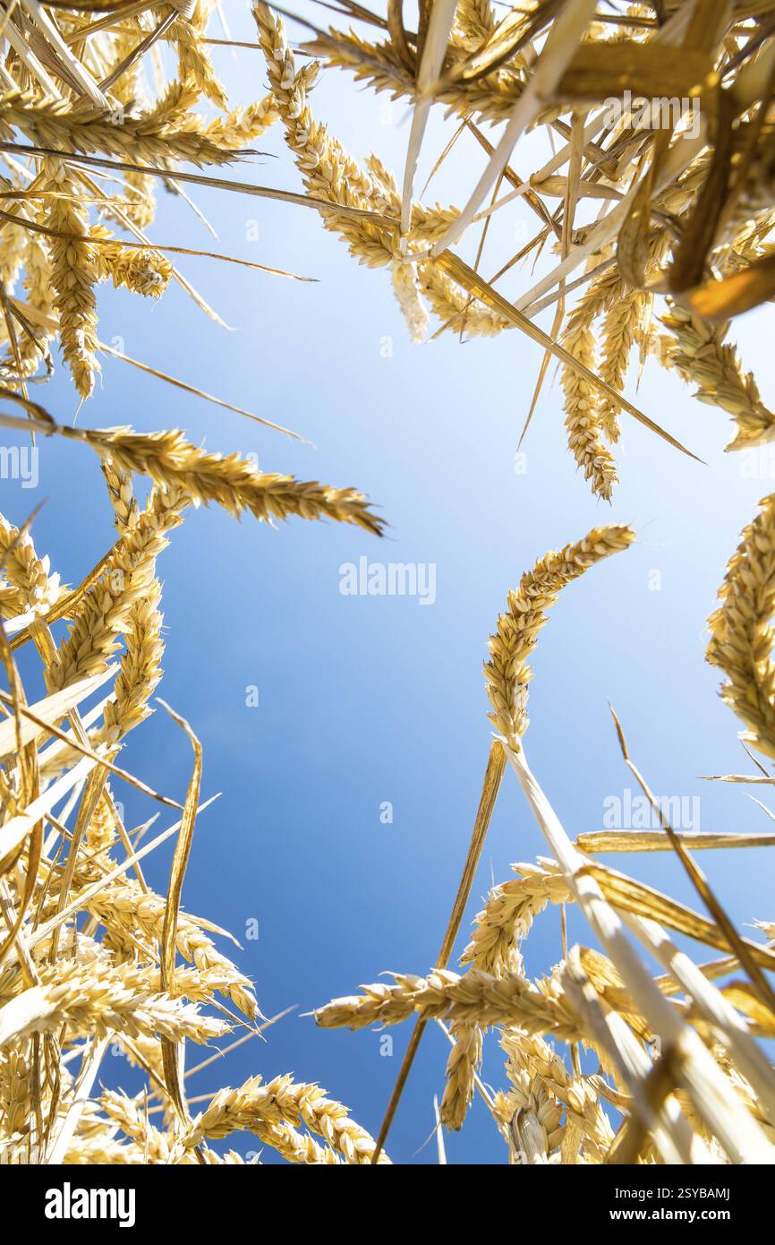 Grain field with ripe ears of wheat (triticum), view into the sky ...
