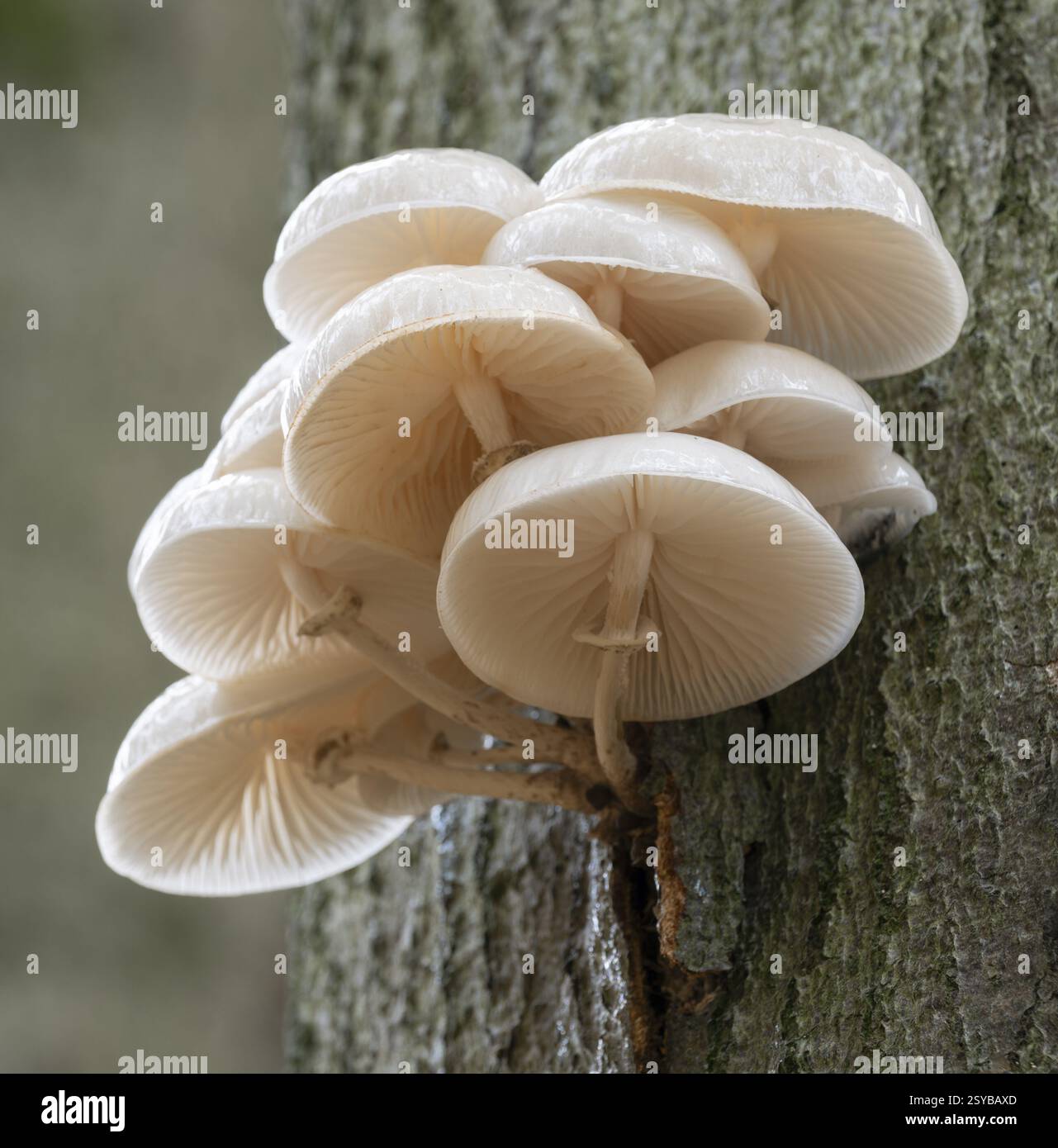 Ringed slime beetle (Oudemansiella mucida), fruiting body on the trunk ...