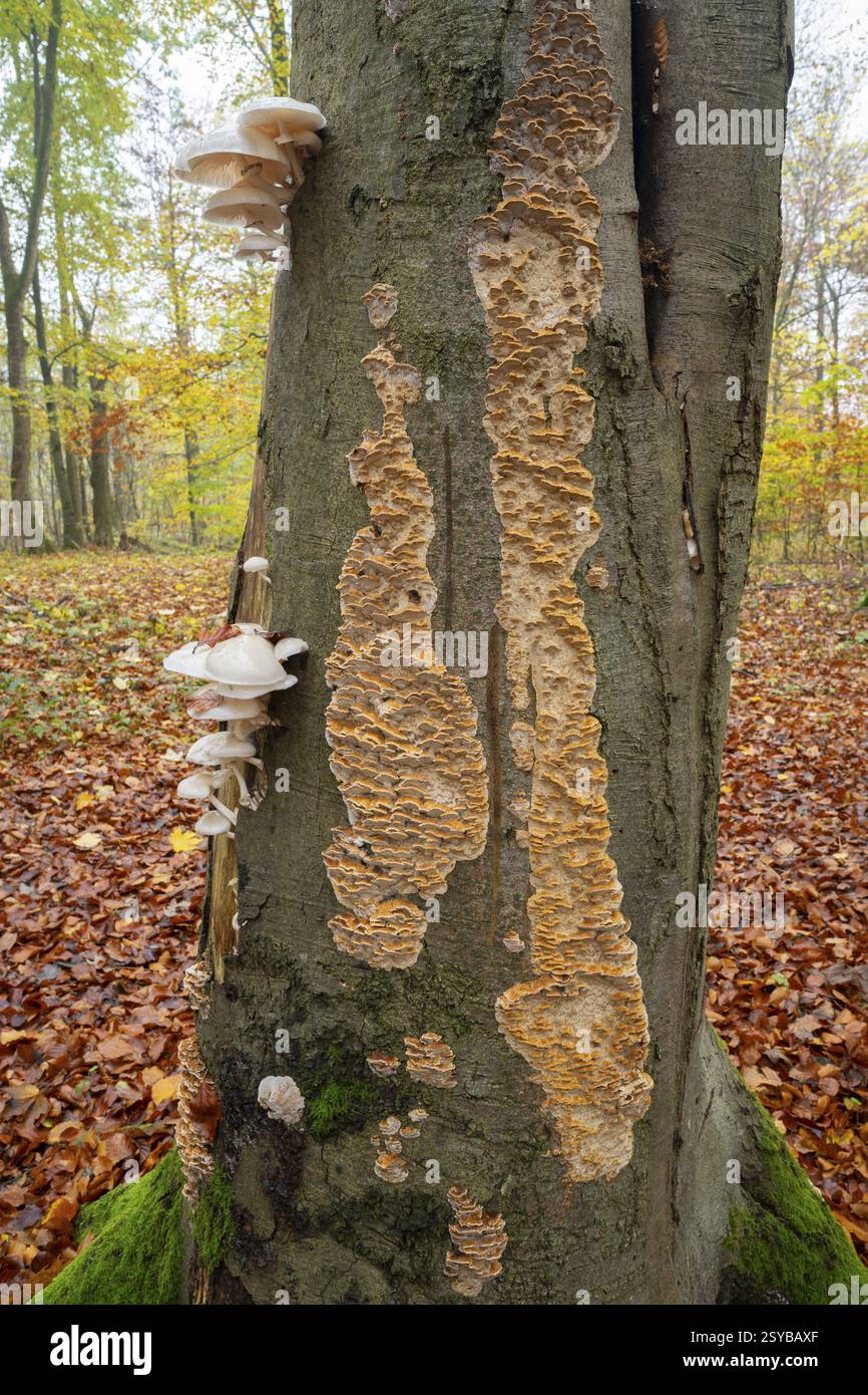 Ringed beech slime beetle (Oudemansiella mucida), fruiting body and the ...