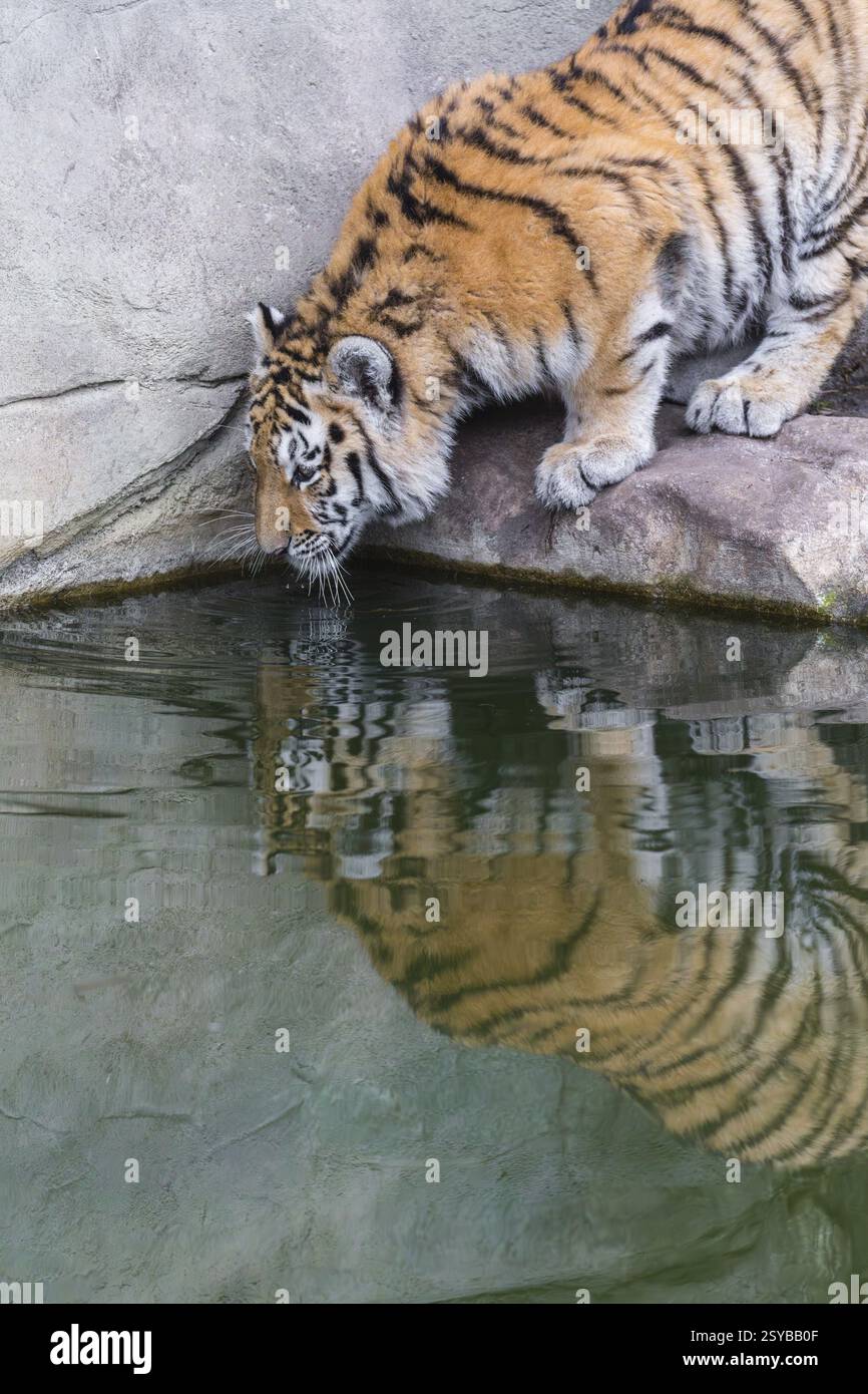 Female adult Siberian Tiger, Panthera tigris altaica drinking water from a pond. Side view with ...