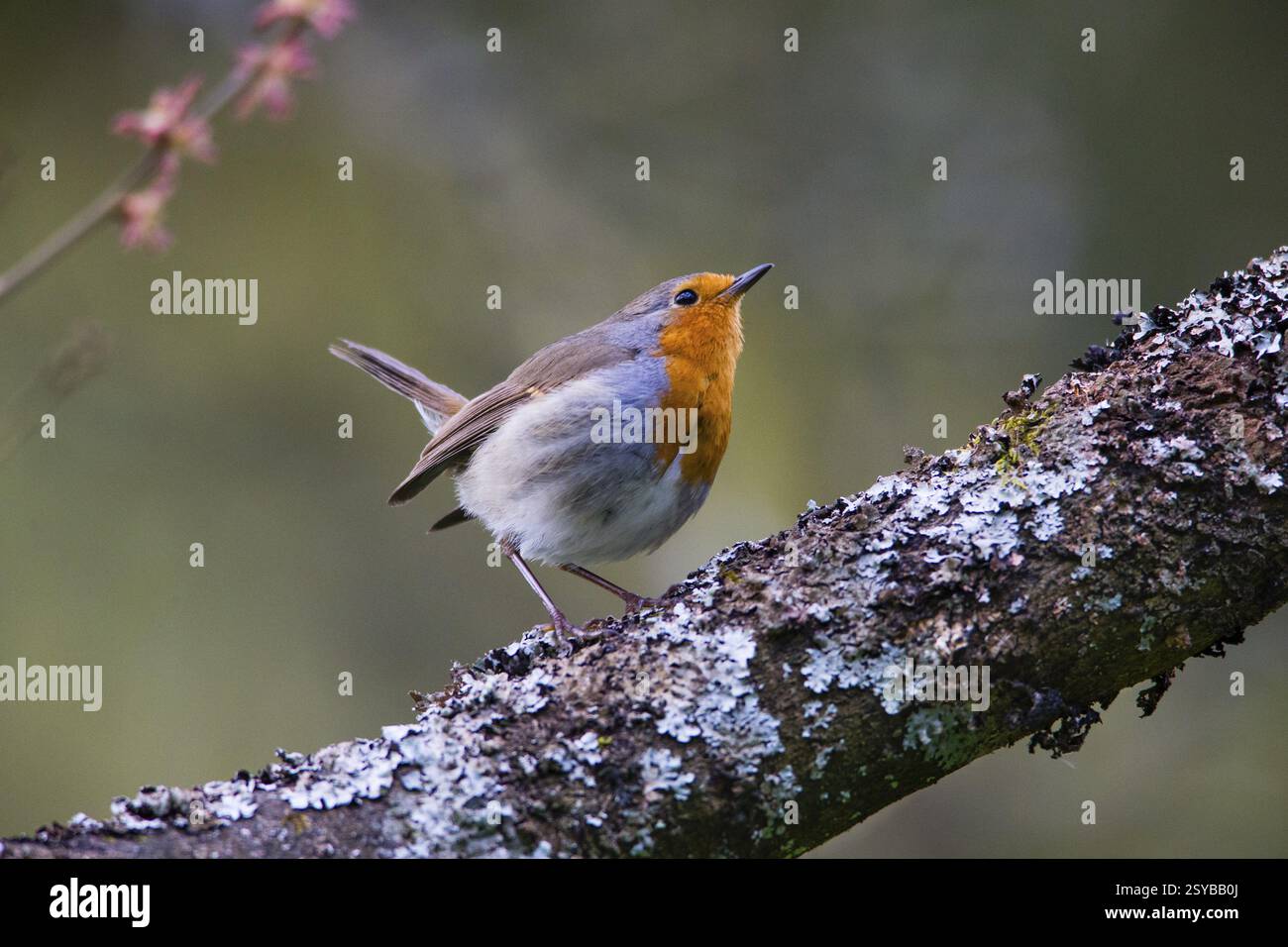 Robin showing aggression hi-res stock photography and images - Alamy