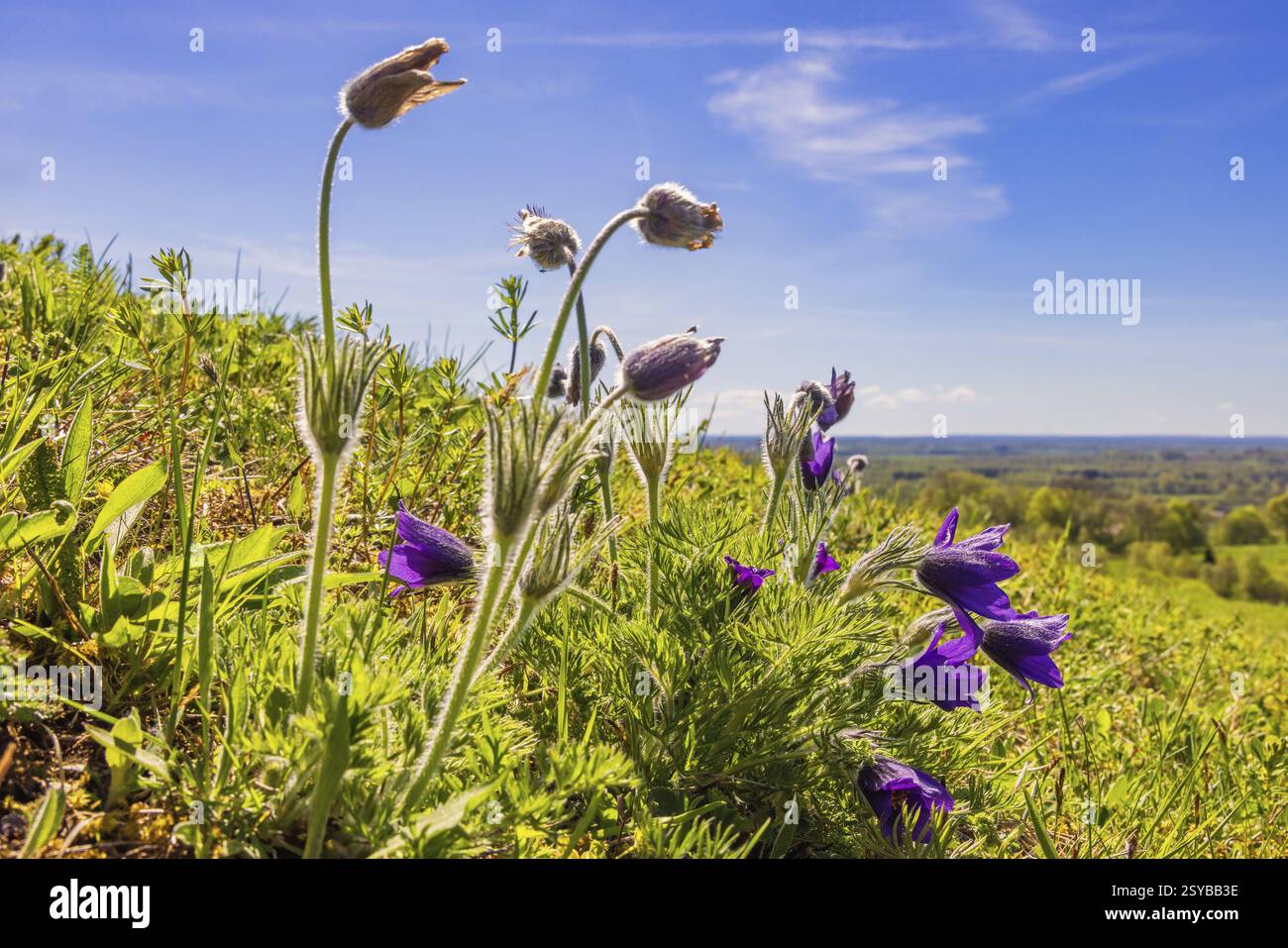 Close up at flowering Pasque flower (Pulsatilla vulgaris) flowers on a ...