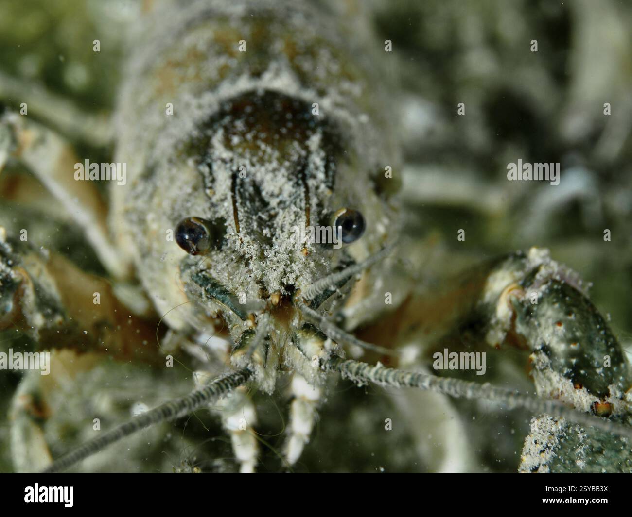 Frontal close-up of a crayfish (Faxonius limosus), American crayfish ...