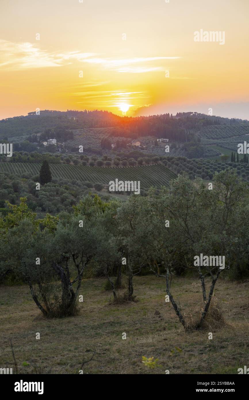Tuscan landscape at sunset, country estate with olive trees in Chianti ...