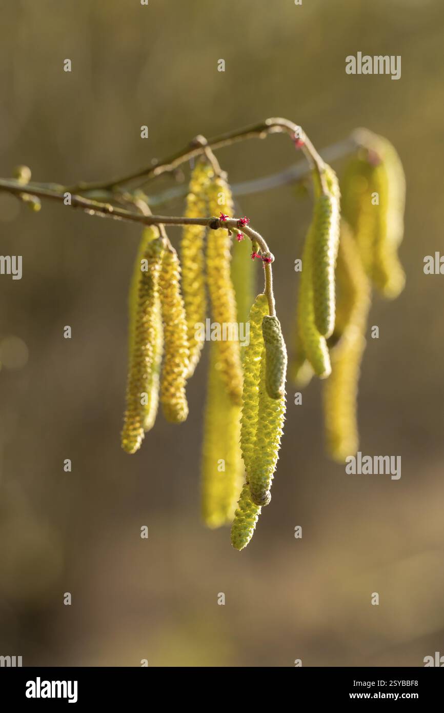 Common hazel (Corylus avellana) also known as hazel bush or hazelnut ...