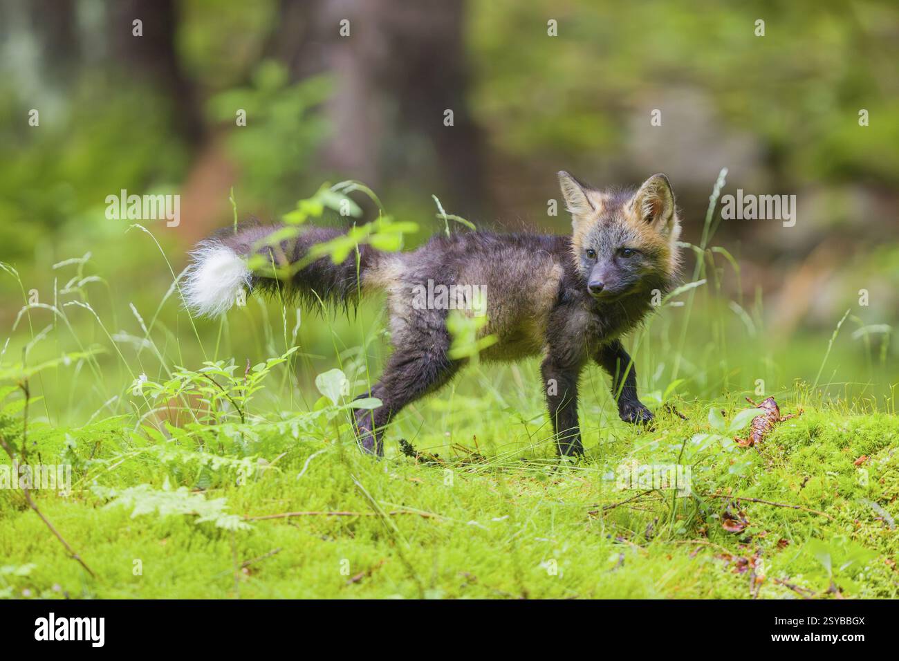 One young silver fox (Vulpes vulpes) exploring the surrounding of its ...