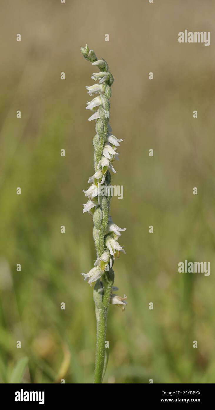 Autumn helleborine (Spiranthes spiralis), autumn helleborine, small ...