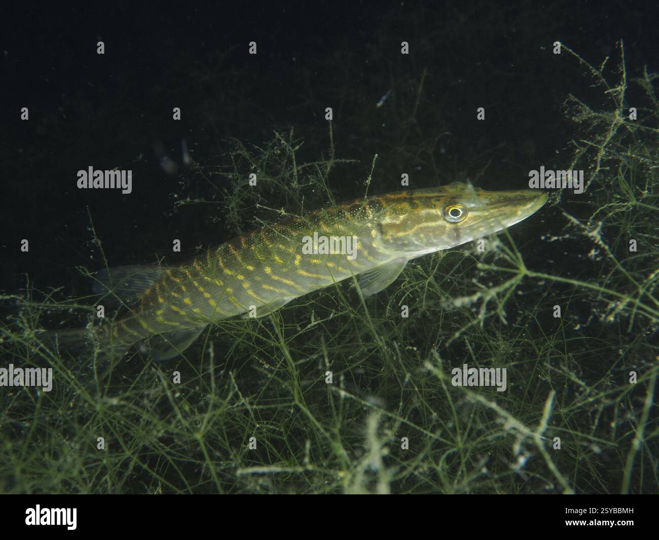 Pike (Esox lucius) calmly floating in the surrounding algae growth ...