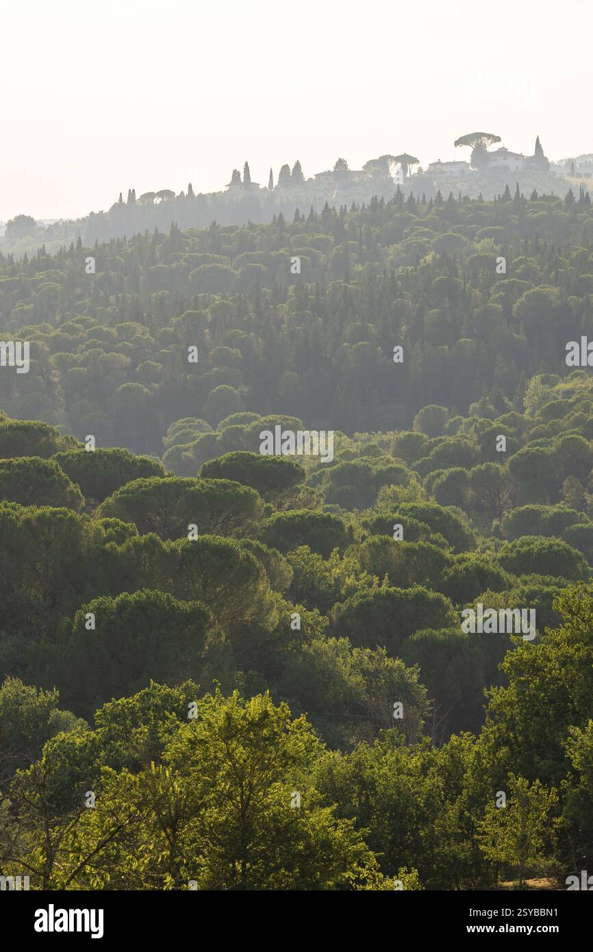 Tuscan landscape, country estate with, pine forests and cypress trees ...