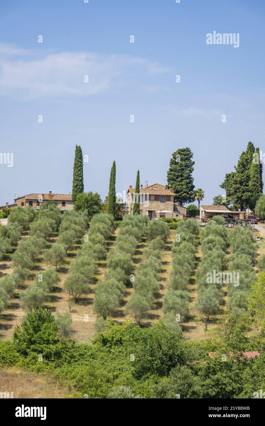 Tuscan landscape, country estate with vineyards, forests, olive trees ...
