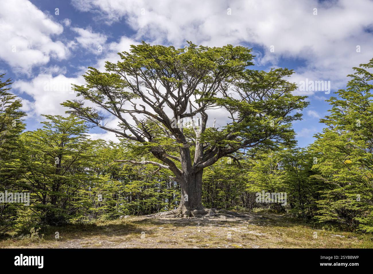 Speaking tree, Pampa Alta hiking trail, Tierra del Fuego National Park ...
