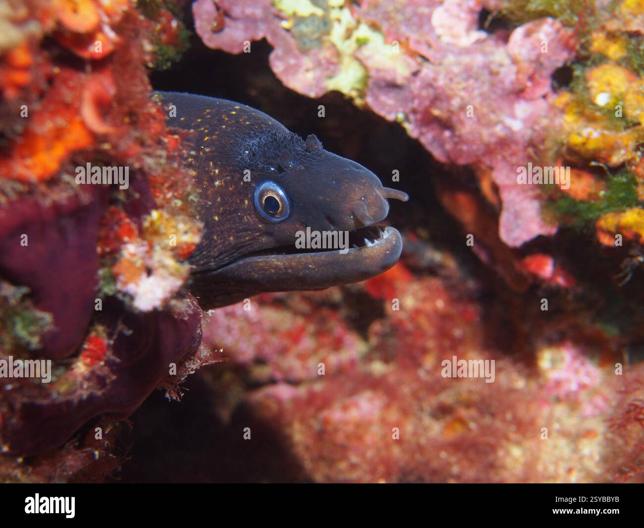 Muraena helena - Mediterranean moray eel Stock Photo - Alamy