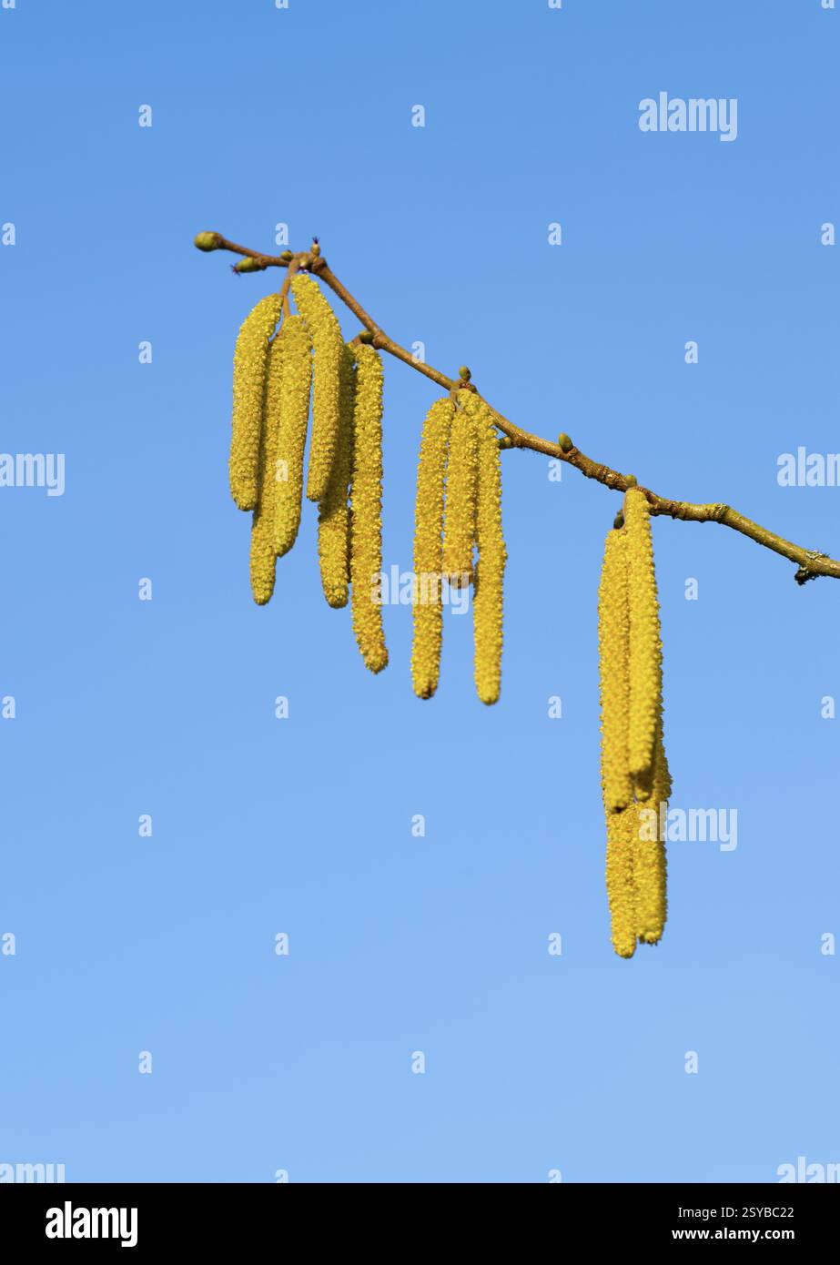 Common hazel (Corylus avellana) also known as hazel bush or hazelnut ...