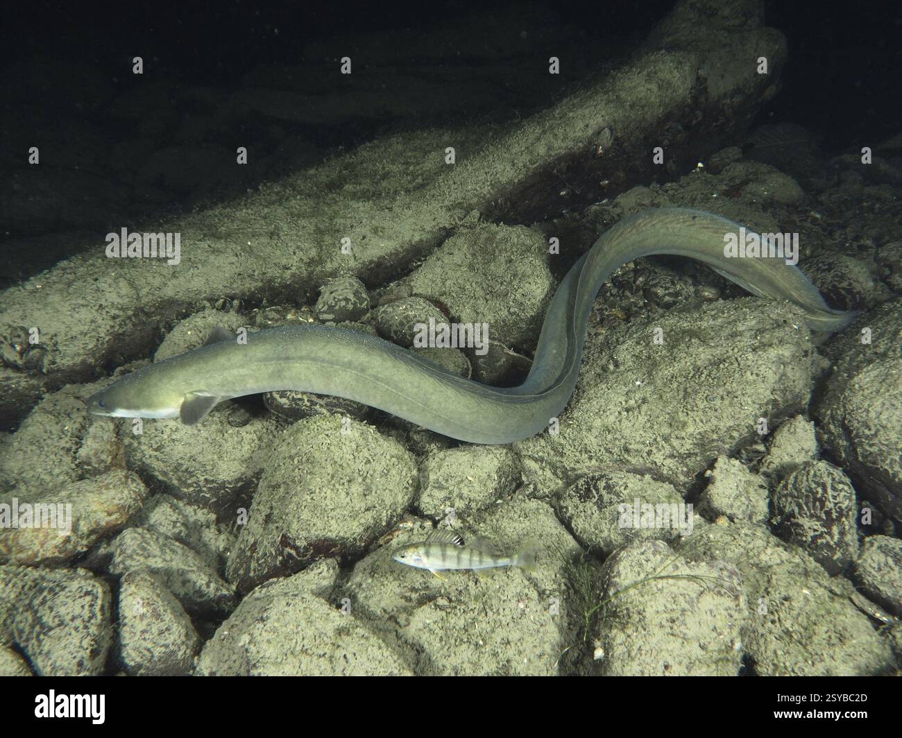 European eel (Anguilla anguilla) swimming over rocky bottom next to ...