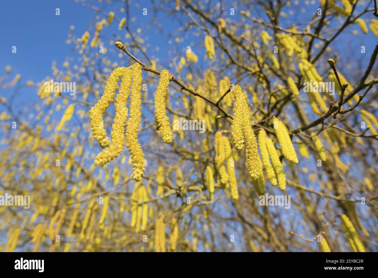 Common hazel (Corylus avellana) also known as hazel bush or hazelnut ...
