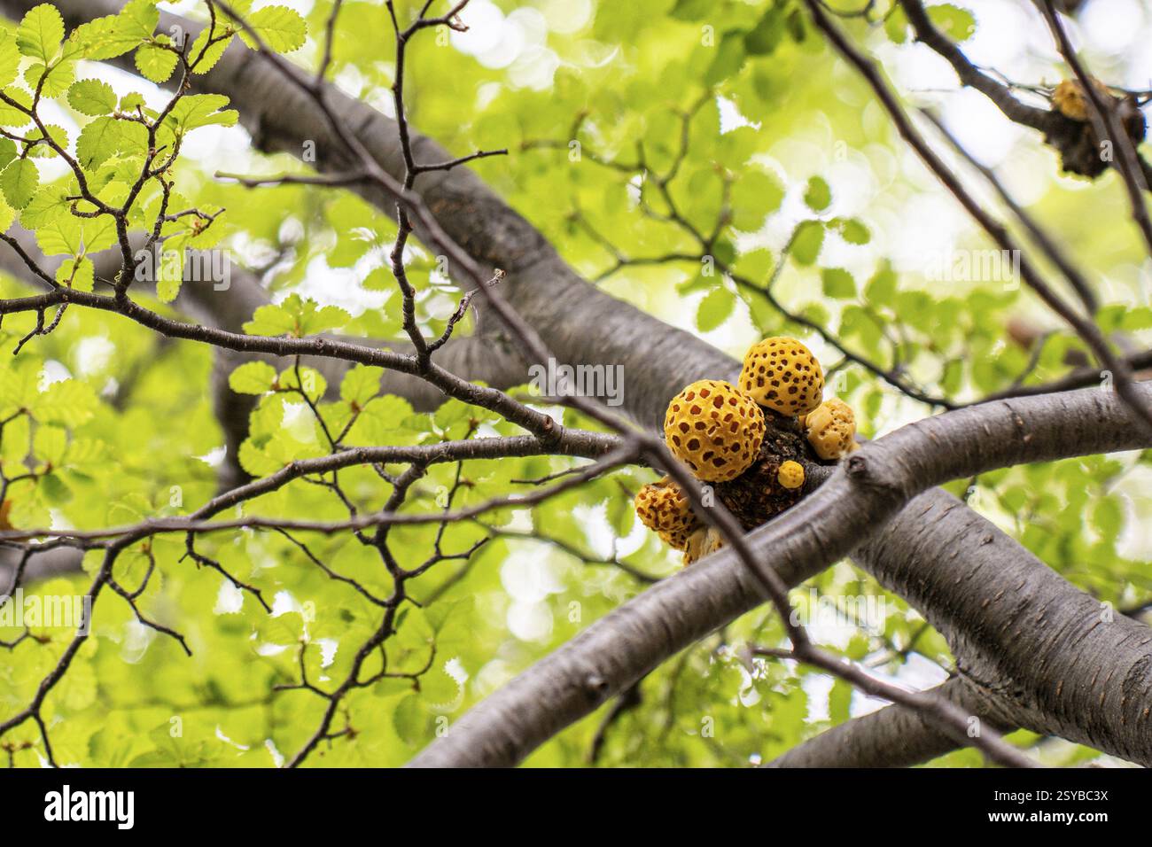 Darwins fungi hi-res stock photography and images - Alamy
