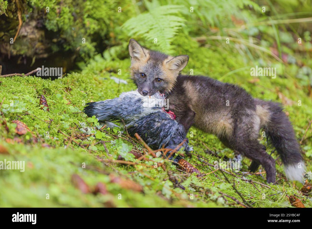 Red fox den empty hi-res stock photography and images - Alamy