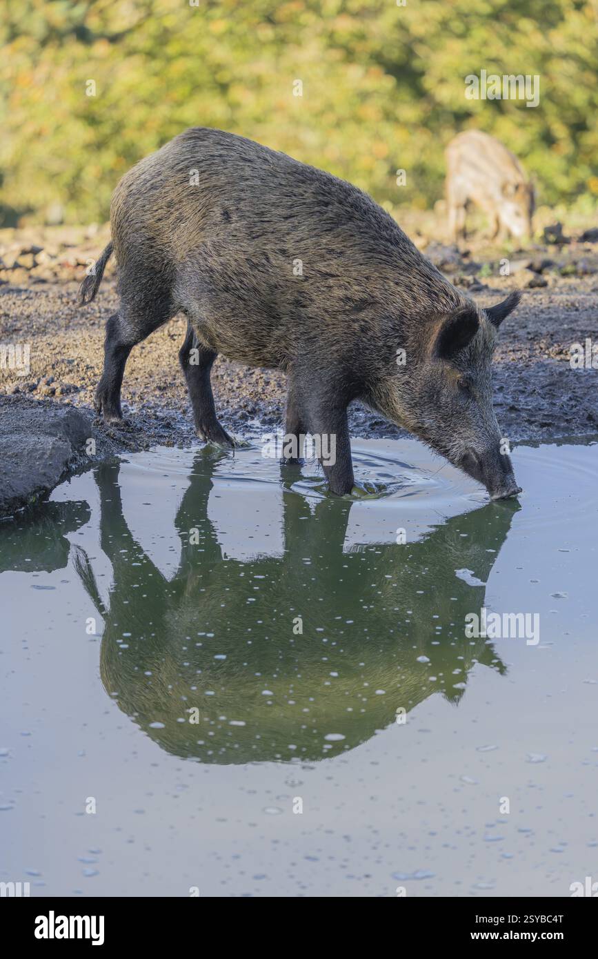 An adult female wild boar (Sus scrofa) drinks water from a small pond ...