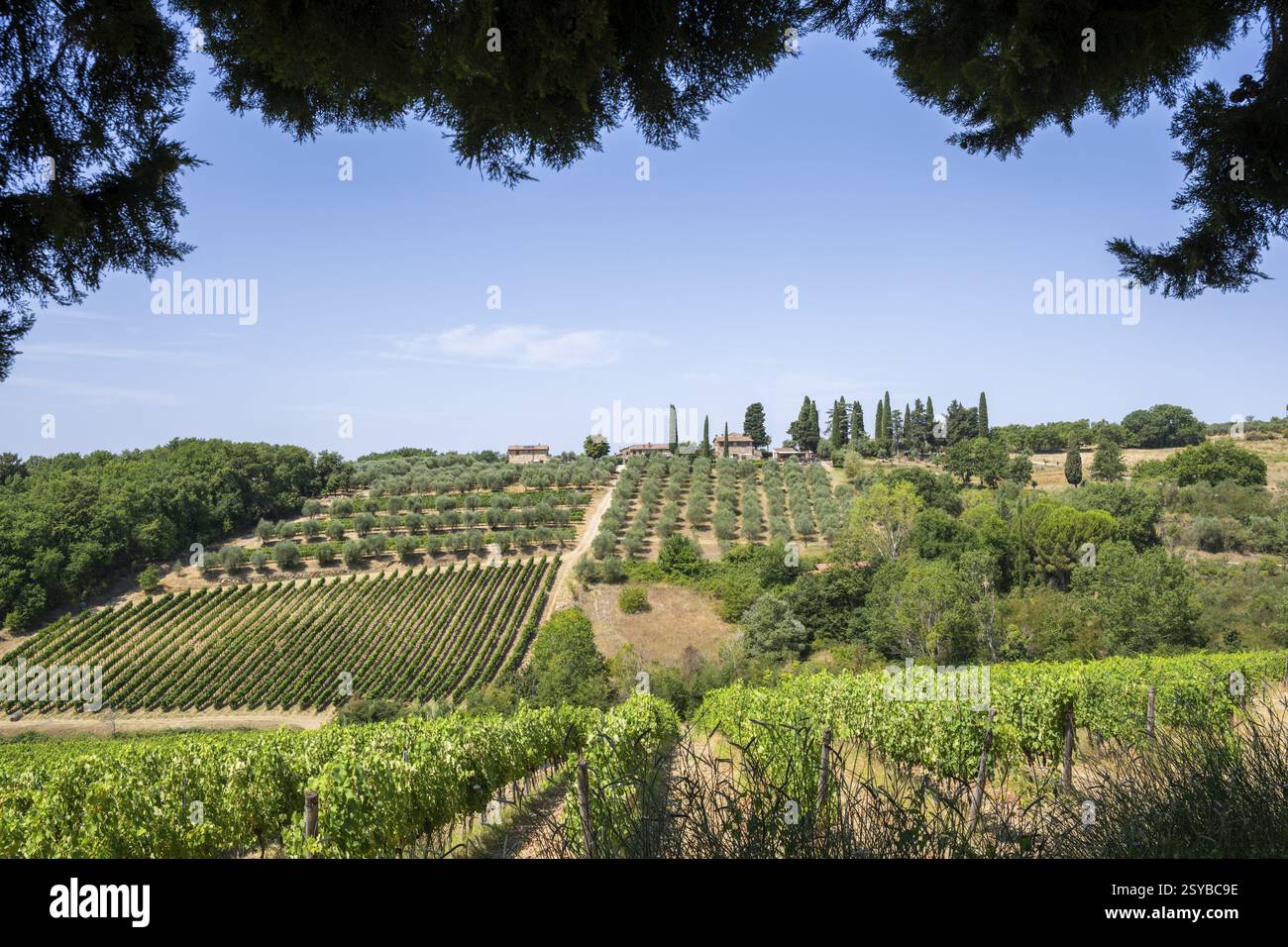 Tuscan landscape, country estate with vineyards, forests, olive trees ...