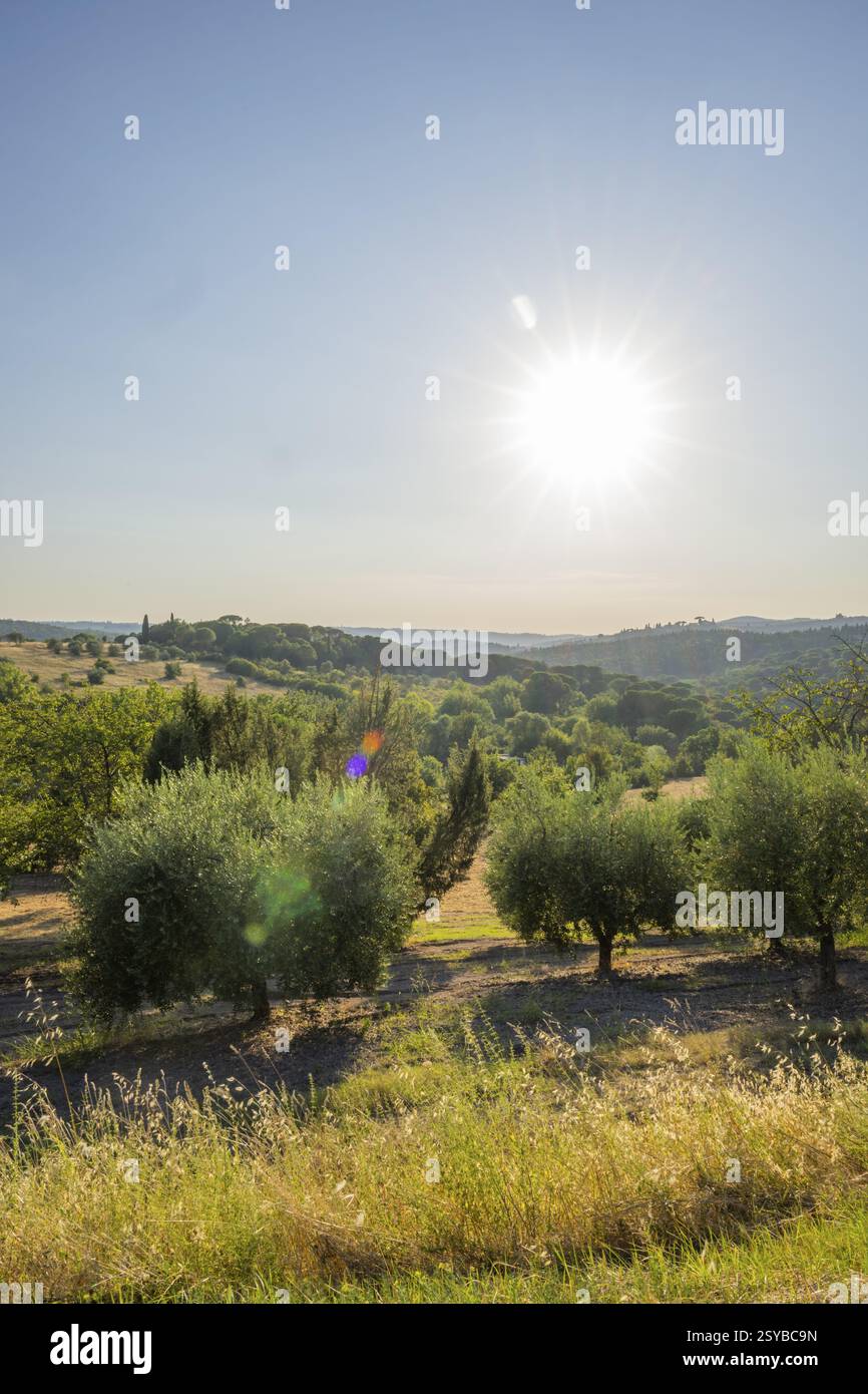 Tuscan landscape, country estate with, olive trees and forests in ...