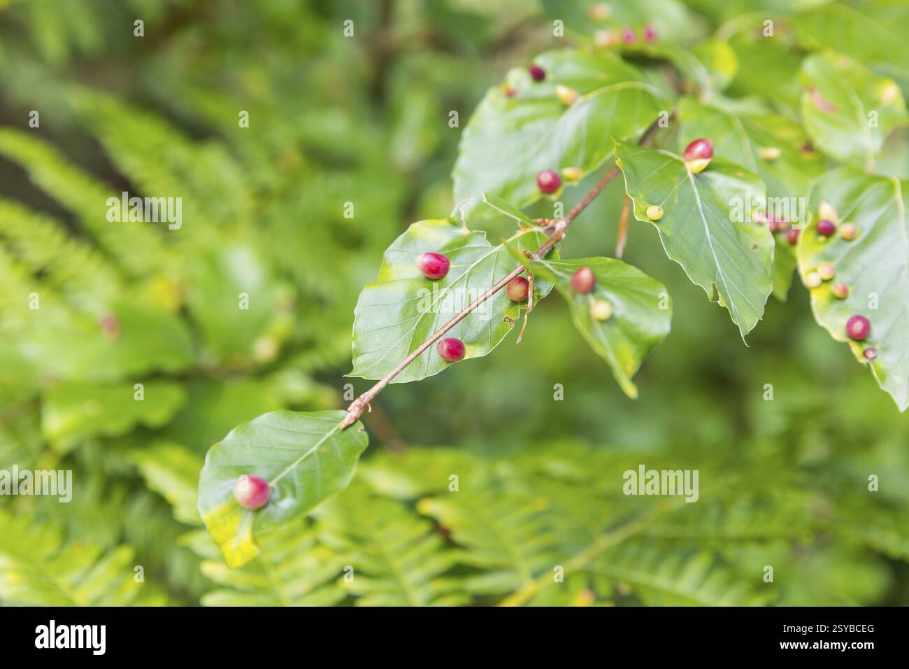 Leaves of beech (Fagus), infested by the beech gall midge (Mikiola fagi ...