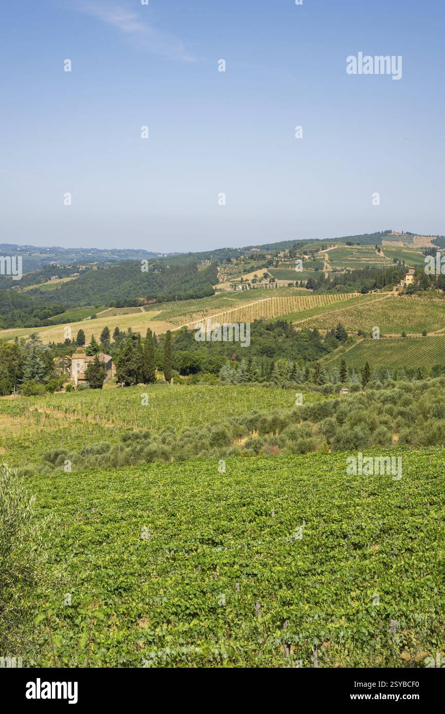 Tuscan landscape, country estate with vineyards, forests, olive trees ...