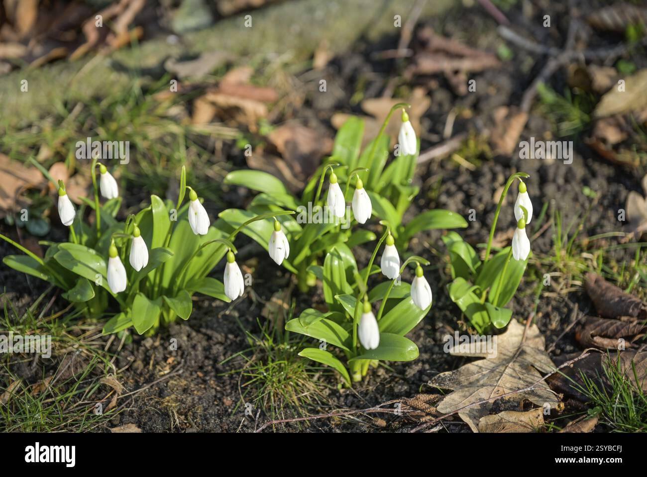 Snowdrop like flowers hi-res stock photography and images - Alamy