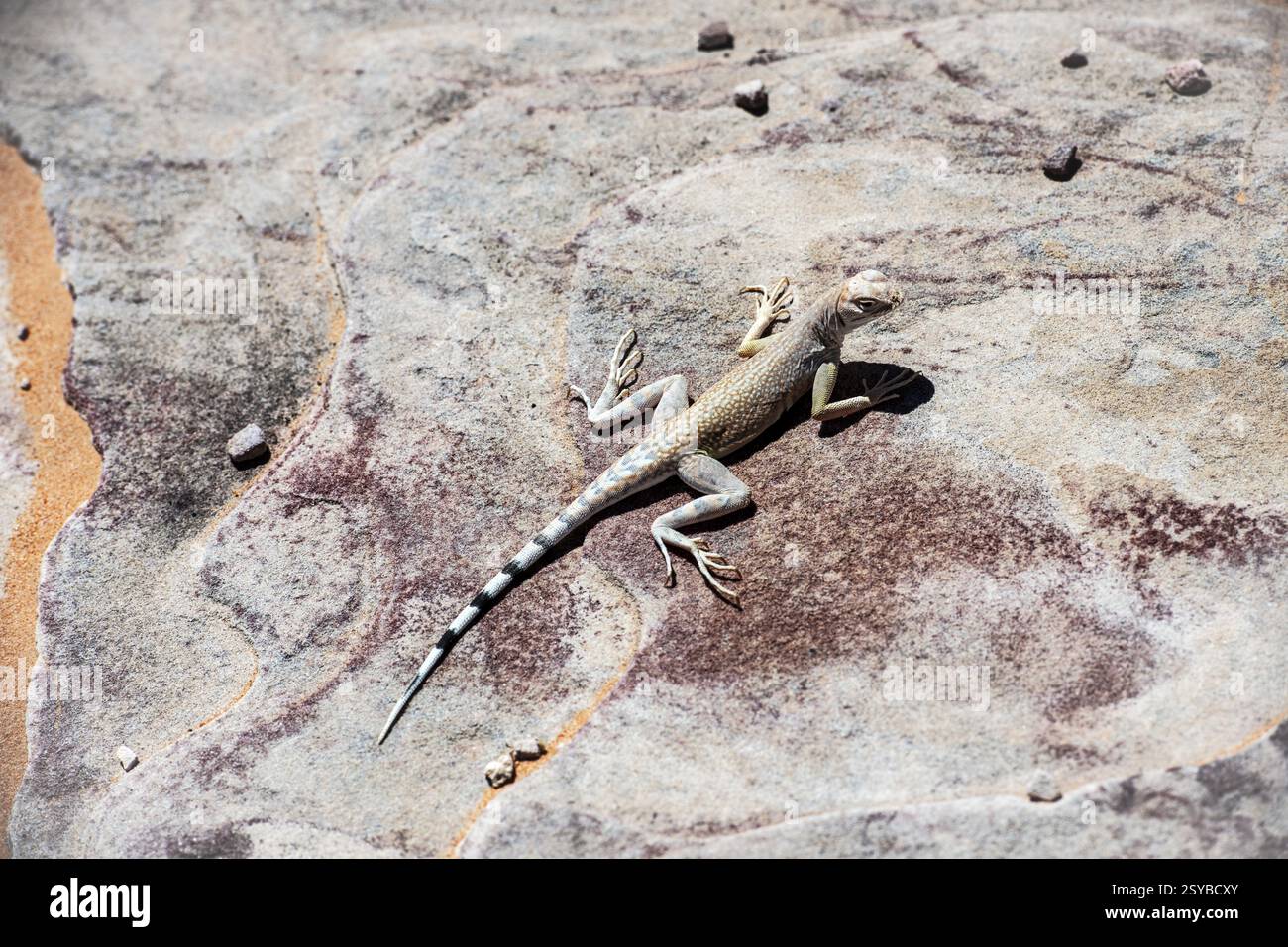 Male zebra-tailed iguana (Callisaurus draconoides) in a dry sandy creek ...