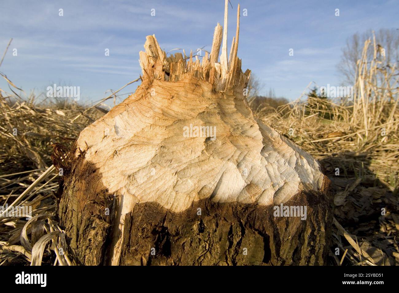 Tree felled by beaver, beaver damage, tree stump, rodent, gnaw marks ...