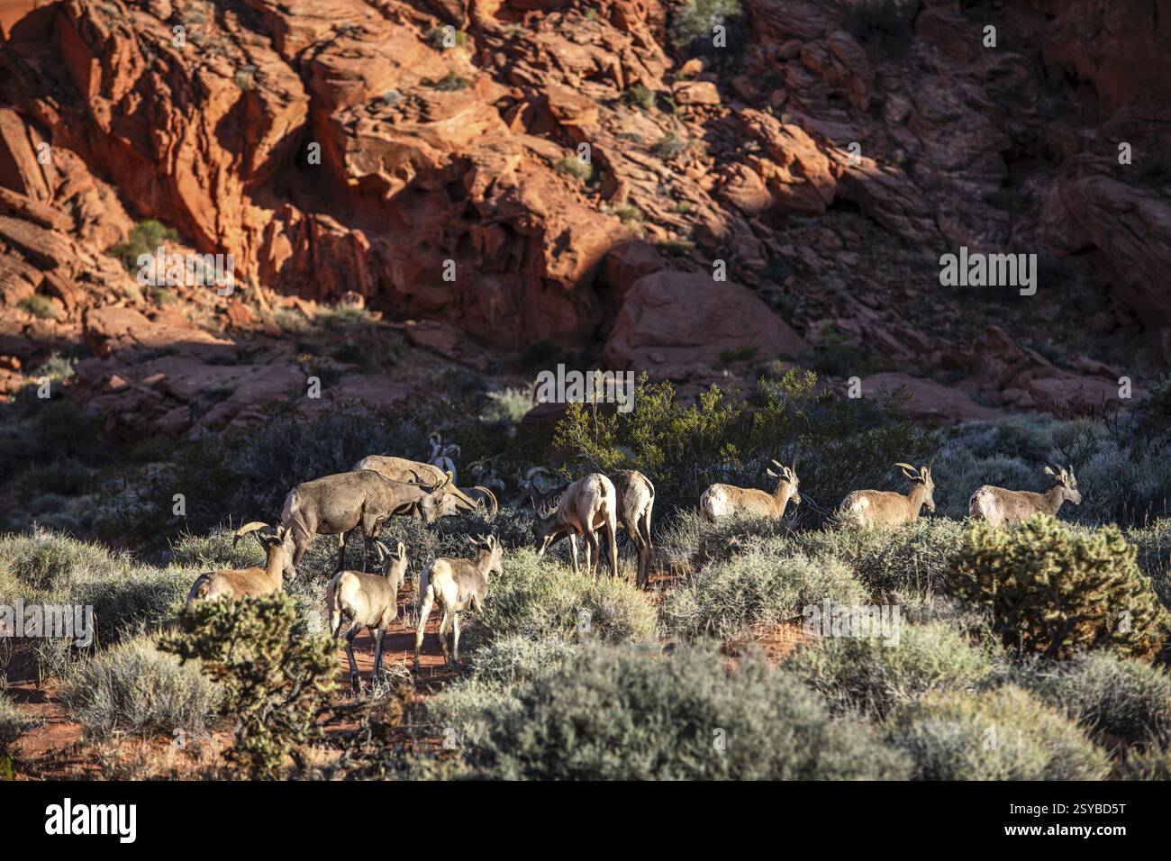 Bighorn Sheep (Ovis canadensis) in the Valley of Fire State Park ...
