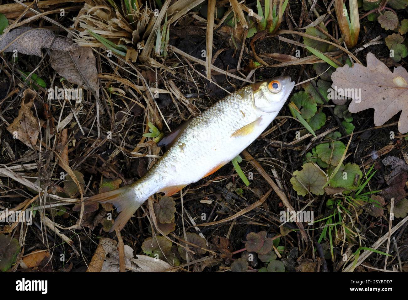 A dead fish, fish kill, environmental pollution, water protection ...