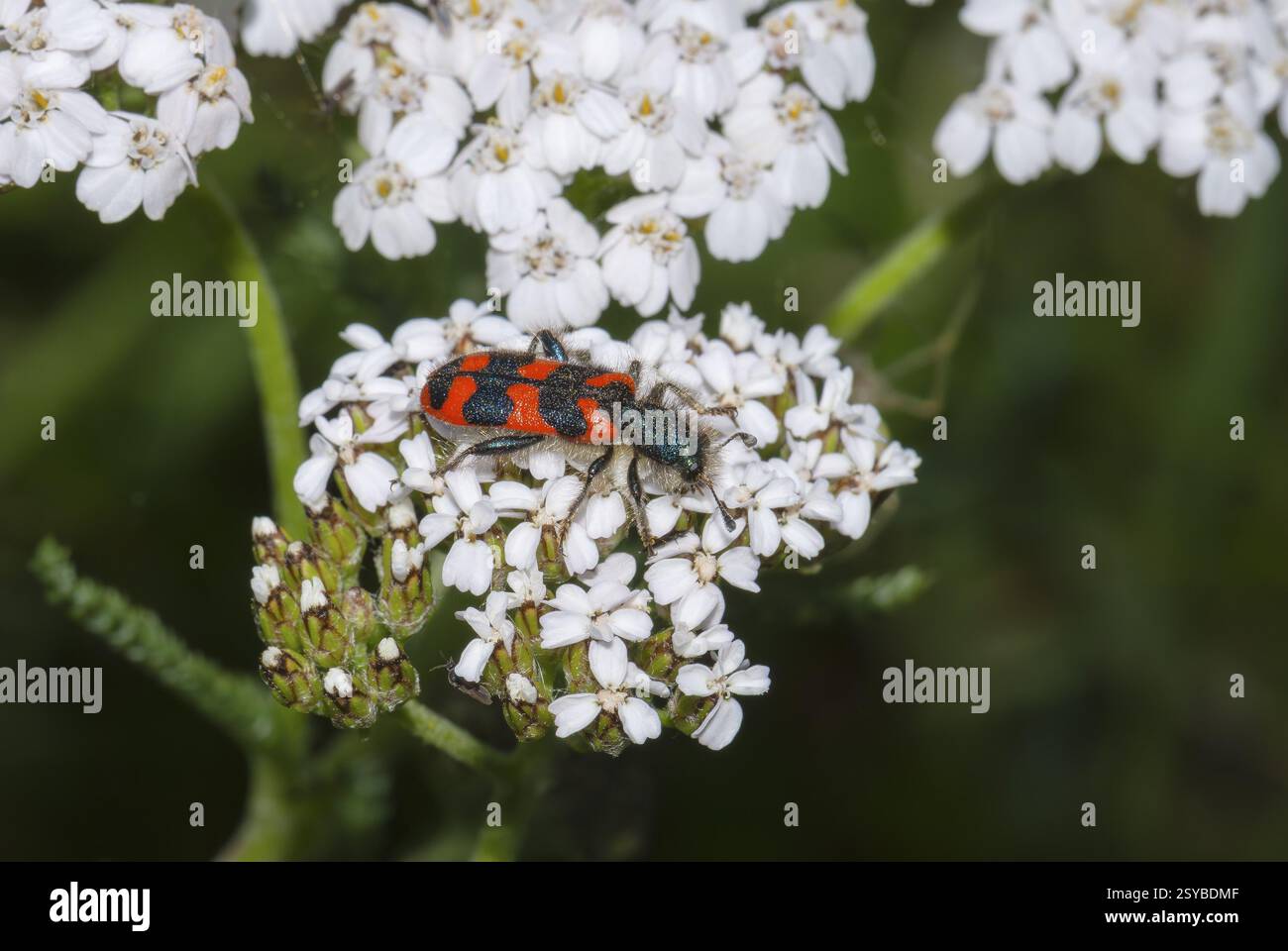 Colorado beetle (Trichodes alvearius) on pure fern, Schneidhain, Bad ...