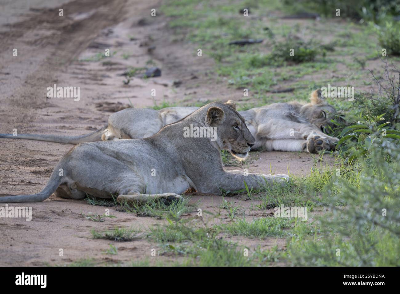 Lioness and lion (Panthera leo) pair, Qwabi Private Game Reserve ...