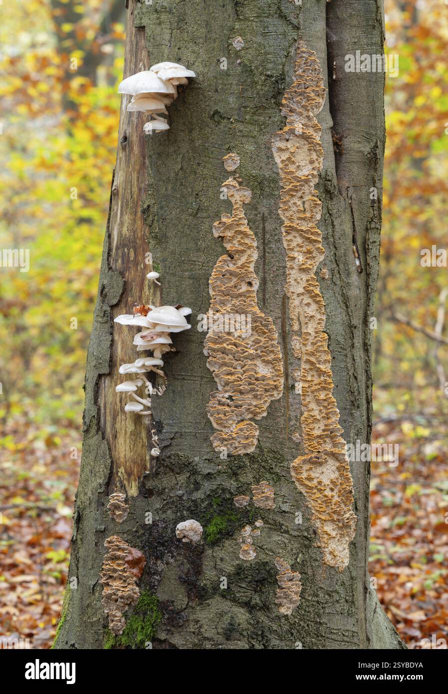Ringed beech slime beetle (Oudemansiella mucida), fruiting body and the ...