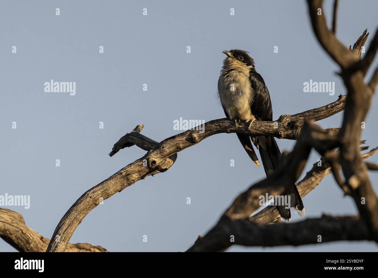 Jacobin Cuckoo (Clamator jacobinus, syn.: Oxylophus jacobinus) Qwabi ...