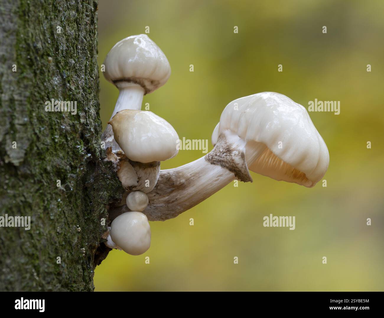 Ringed slime beetle (Oudemansiella mucida), fruiting body on the trunk ...