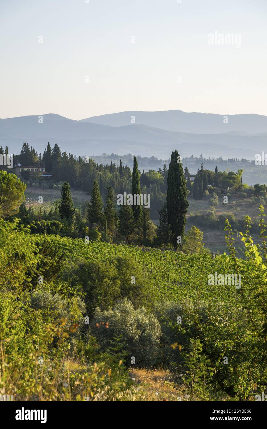 Tuscan landscape at sunrise, country estate with vineyards, forests ...