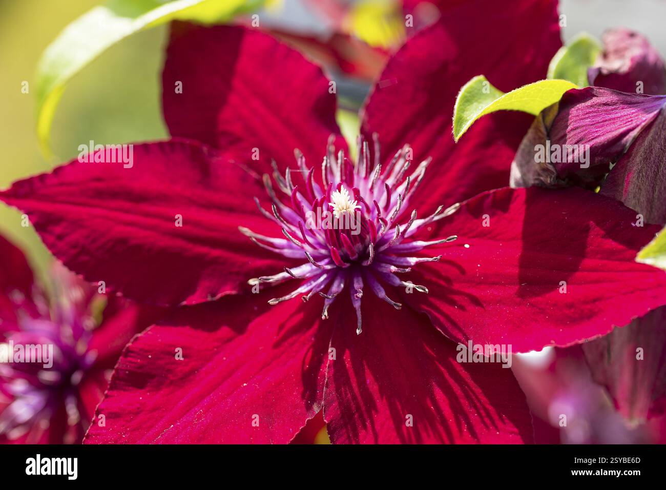 Dark red blossom of clematis, Germany, Europe Stock Photo - Alamy
